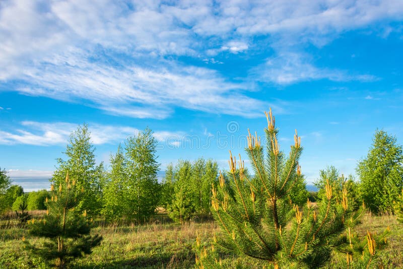 Young pale green pines. stock image. Image of wood, outdoor - 68073461