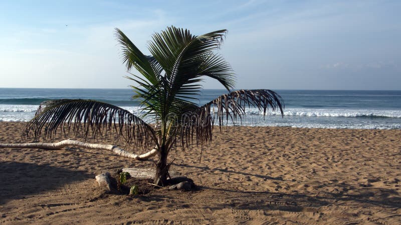 Young Palm Tree on an Empty Beach Stock Image - Image of tourism, shore ...