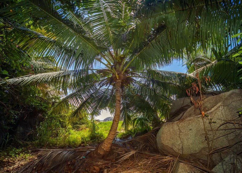 A Young Palm Tree Growing among the Rocks. Seychelles Stock Image ...