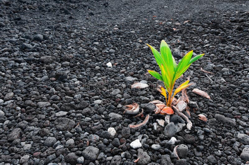 Young Palm Tree Sprouts on a Harsh Volcanic Terrain Stock Image - Image ...
