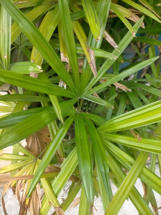 Young Palm Tree Take from Top View Stock Photo - Image of crop ...