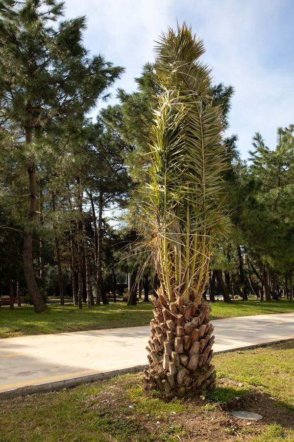 Young Palm Tree with Tied Fronds Surrounded by Pine Forest in Sunny Park with Walking Path Stock ...
