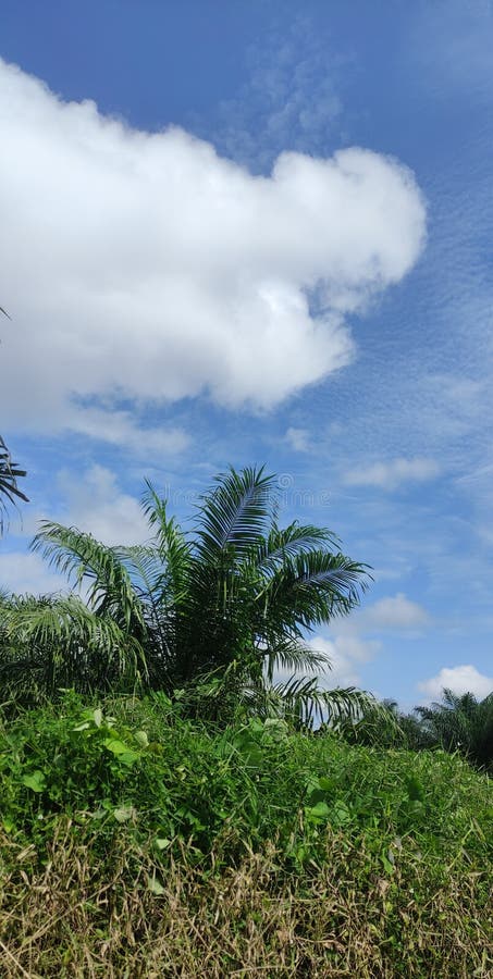 A Young Palm Tree with a View of the Clouds Behind Stock Image - Image ...