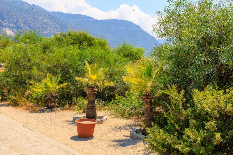 Palm Trees on the Promenade of the City Beach in Turkey on the ...