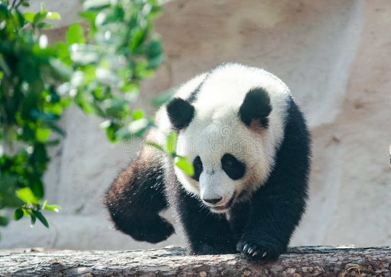 Young panda bear in summer stock photo. Image of cute - 151186730
