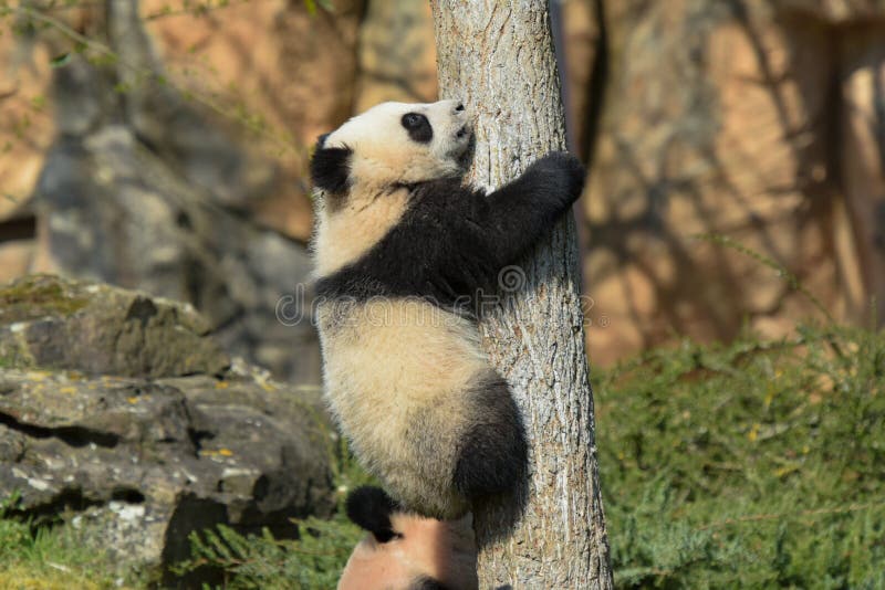 Young Panda Climbing a Tree Stock Photo - Image of wildlife, baby ...