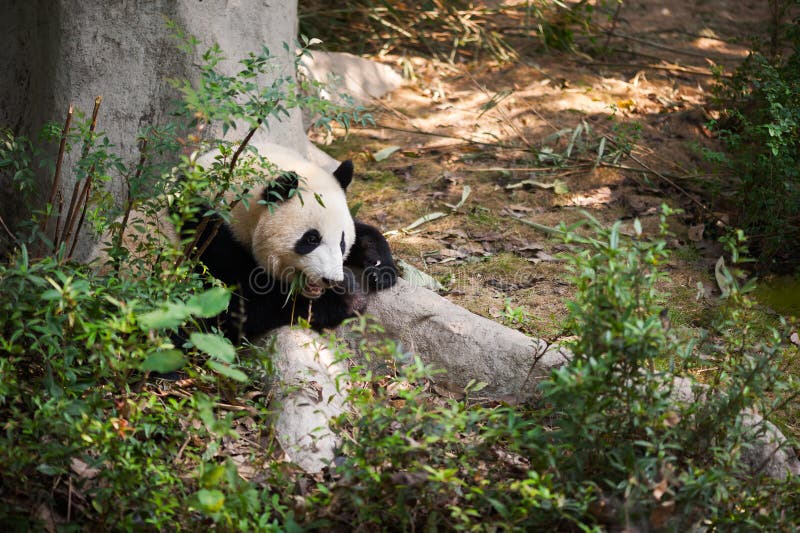 Young Panda Lying Down by a Tree and Eating Bamboo Stock Photo - Image ...
