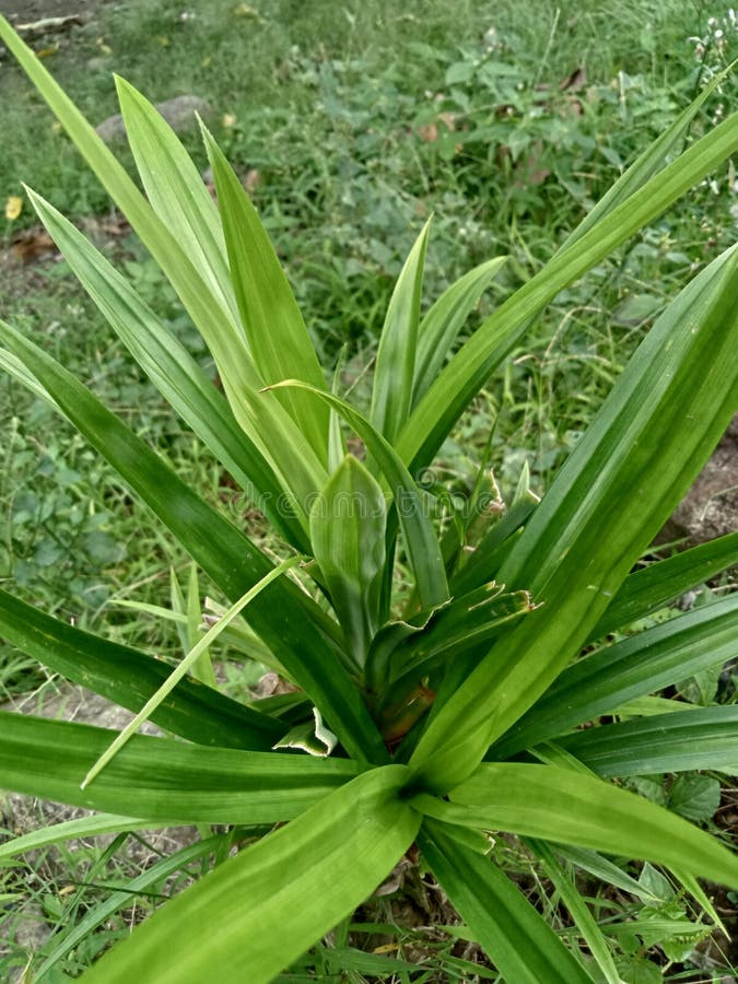 Young Pandan Leaves Around the Beautiful Yard Stock Photo - Image of ...