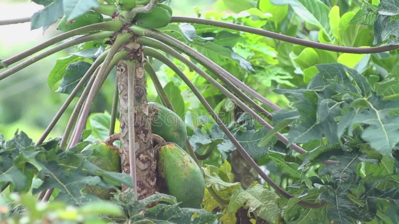 Young papaya fruit stock video. Video of swaying, green - 353136301
