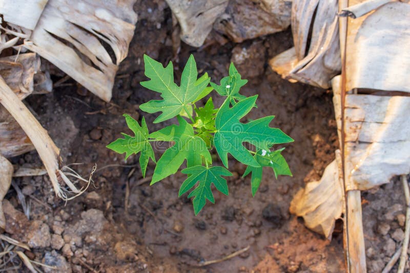 Top view young papaya tree stock image. Image of small - 60496991