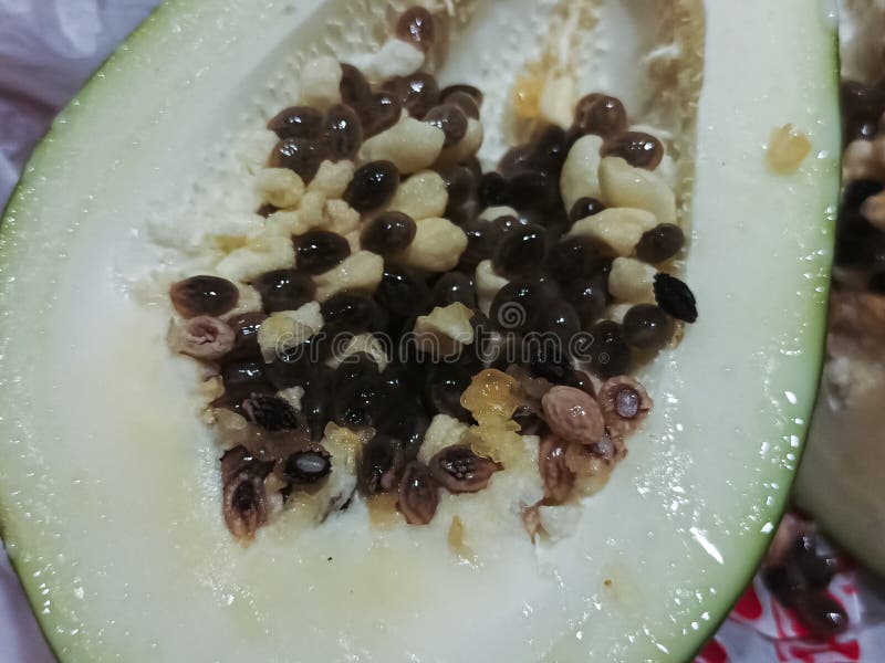 Young papayas stock image. Image of young, yellow, delicious - 272450811