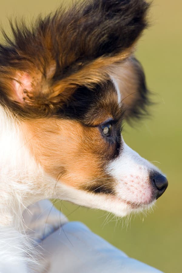 Young papillon stock image. Image of cute, pets, papillon - 7108589