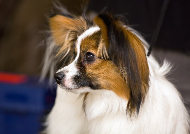 Young papillon stock image. Image of portrait, puppy, fluffy - 9189581