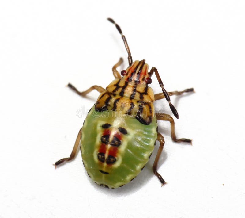 A Young Parent Bug Shield Bug Stock Photo - Image of beautiful ...