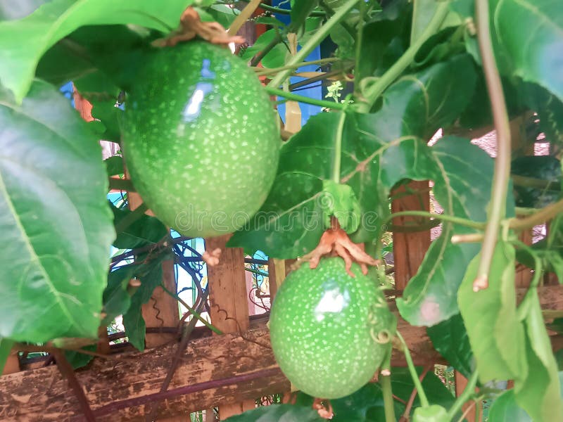 Young Passion Fruit Looks Fresh with a Green Colors Stock Photo - Image ...