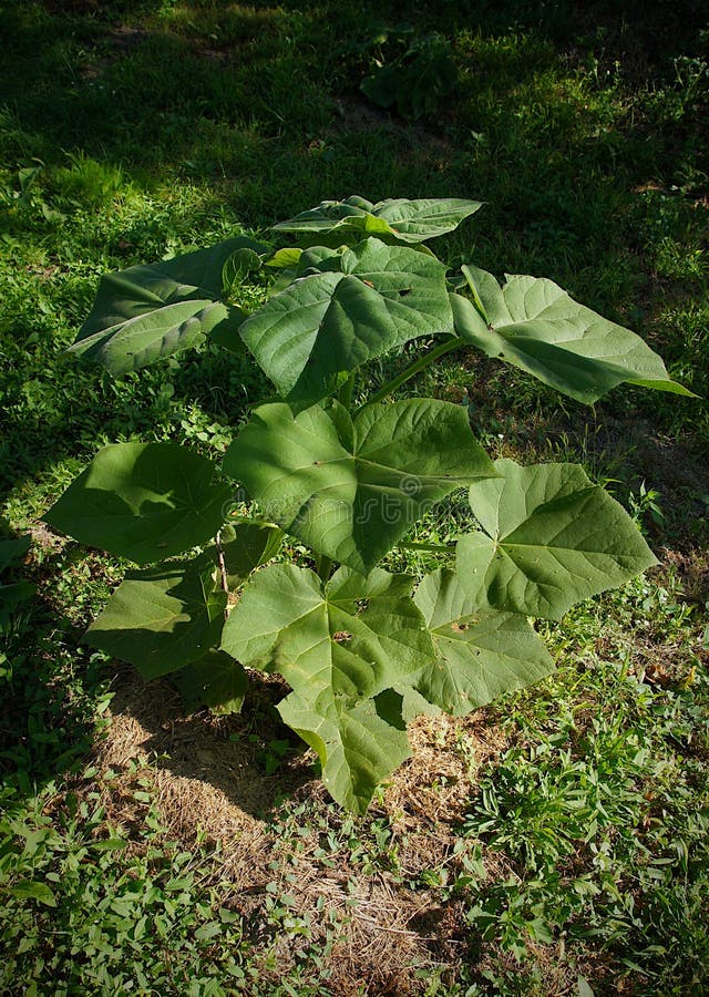 Young paulownia tree stock image. Image of park, soil - 227754419