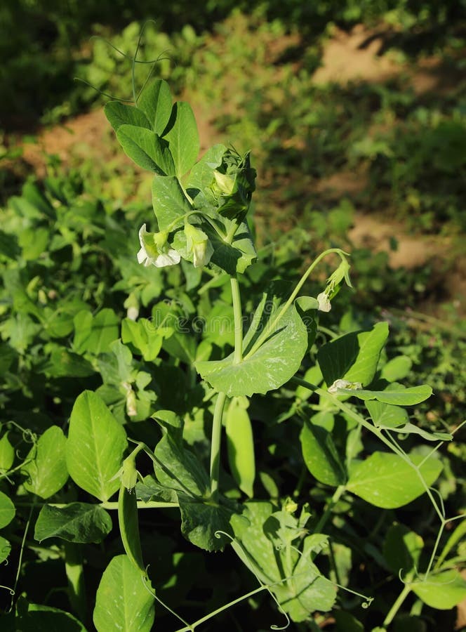 Young pea bushes stock photo. Image of vegetables, bushes - 40998732