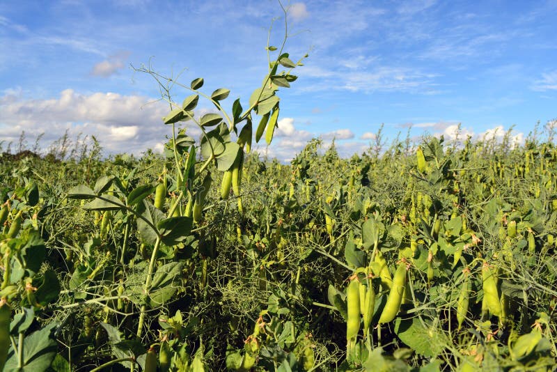 Young pea field stock photo. Image of farm, outdoor, cultivated - 76976824