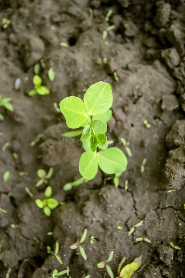 Young Pea Plant. a Young Pea Plant in the Garden. Pea Bush in Early ...