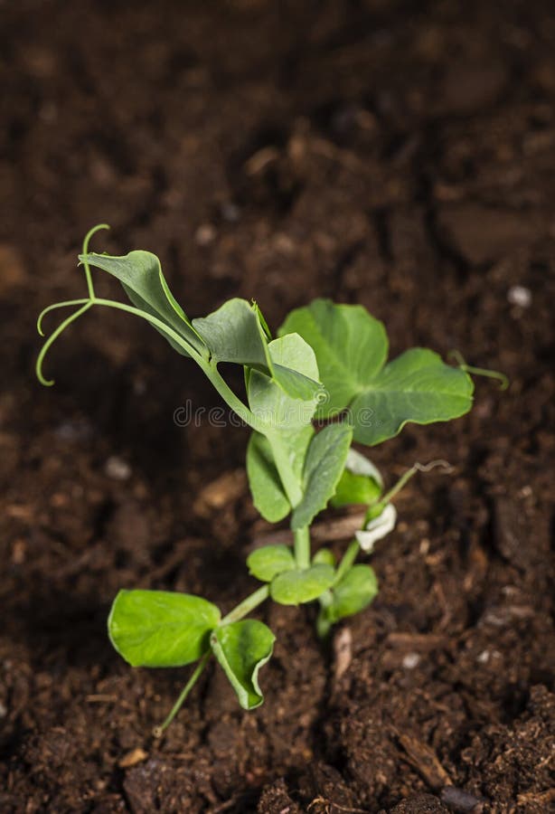 Young pea plant stock image. Image of bush, field, peas - 195367169