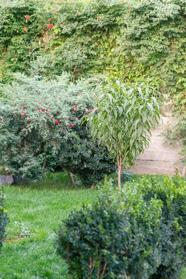 Young Peach Tree in Focus and Bushes in Defocus. Garden Stock Image ...