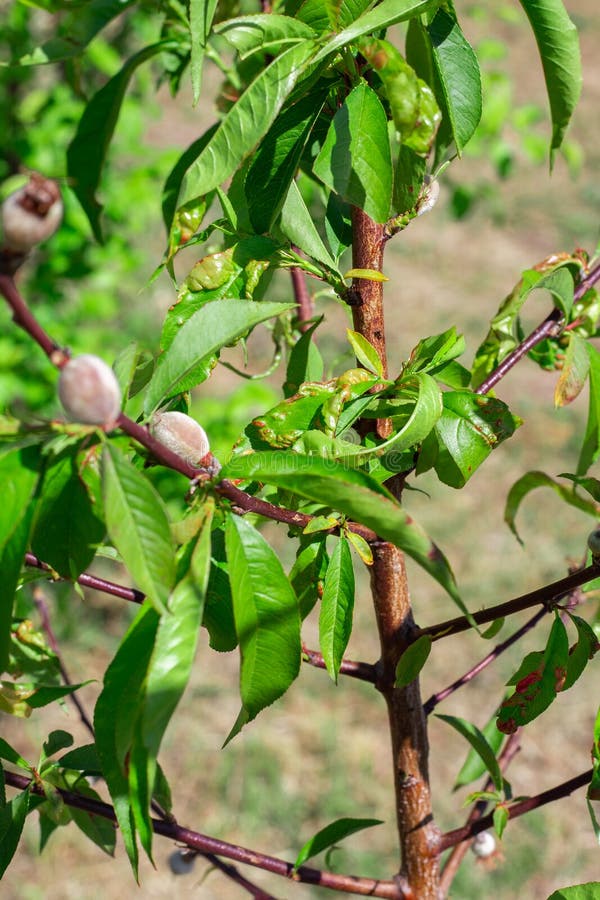 A Young Peach Tree with Forming Fruit and Leaves Affected by the ...