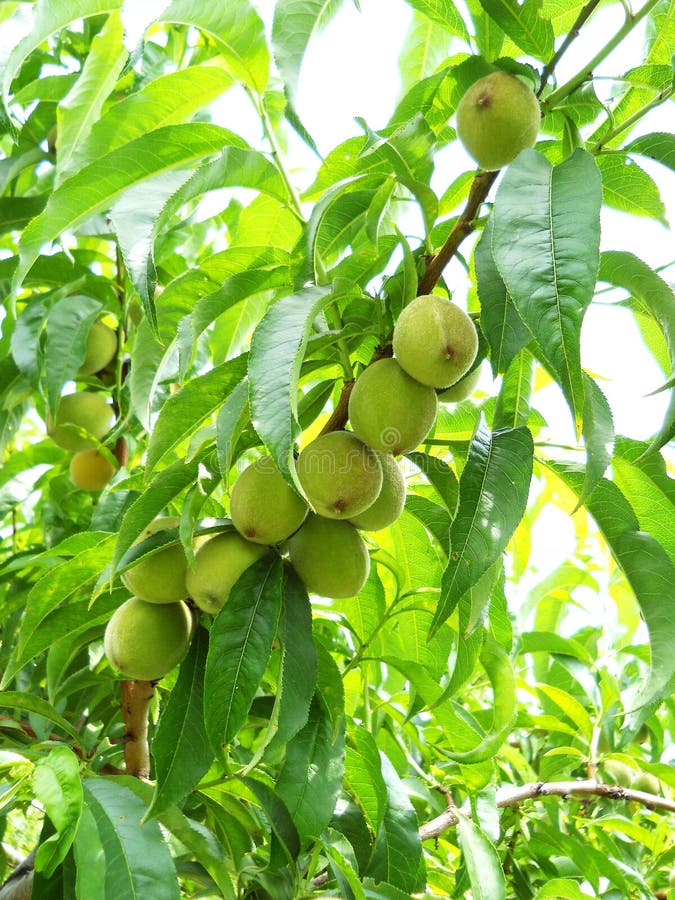Peach tree texture stock photo. Image of outdoor, environment - 26679092