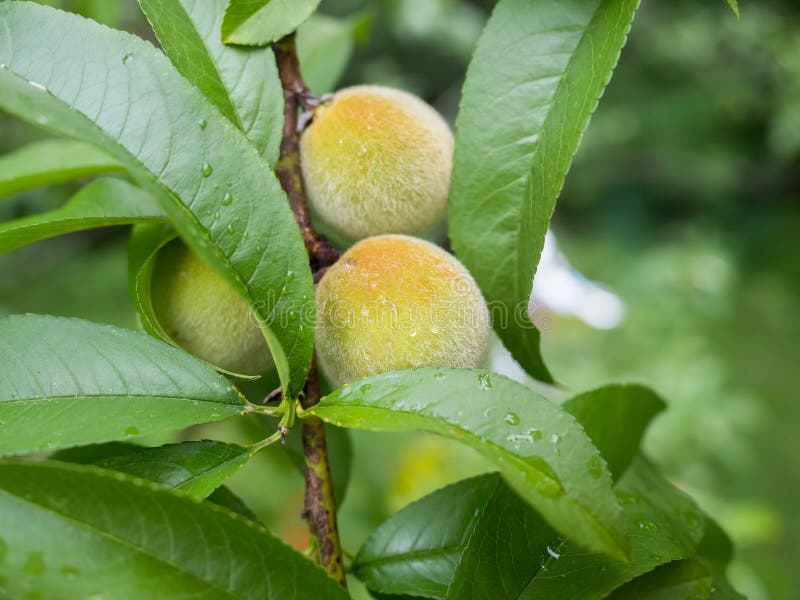 Young Peaches Develop on the Tree Stock Photo - Image of june, plant ...