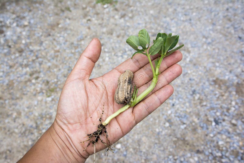 Young Peanut or Groundnut Tree Plant with Leaves and Seed in Hand ...