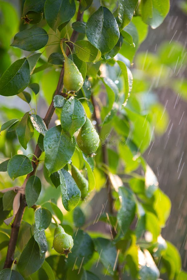 Young Pear Fruits in Leaves on Tree Branches Stock Image - Image of ...