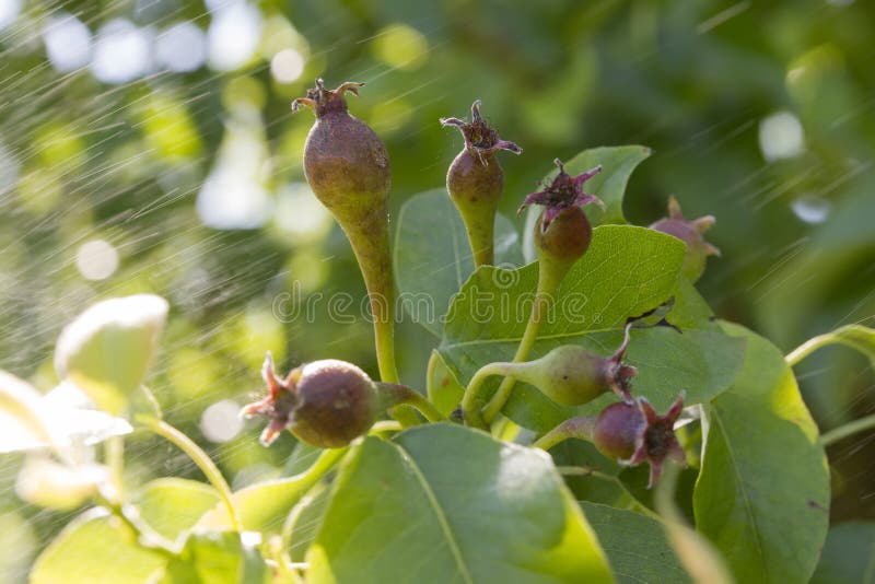 Young pear stock photo. Image of mist, rain, leaf, food - 55949538