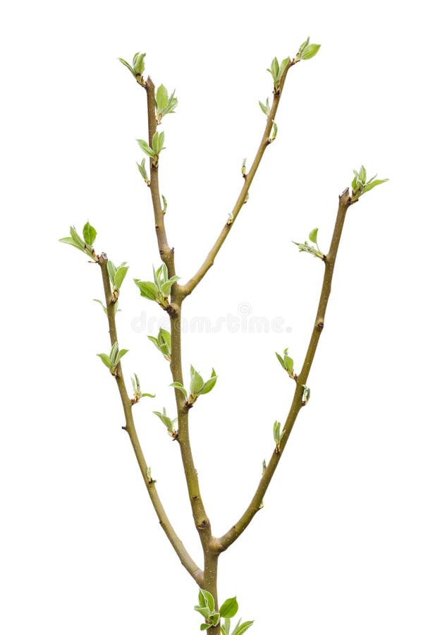 Young Pear Tree Isolated on White Background Stock Photo - Image of ...
