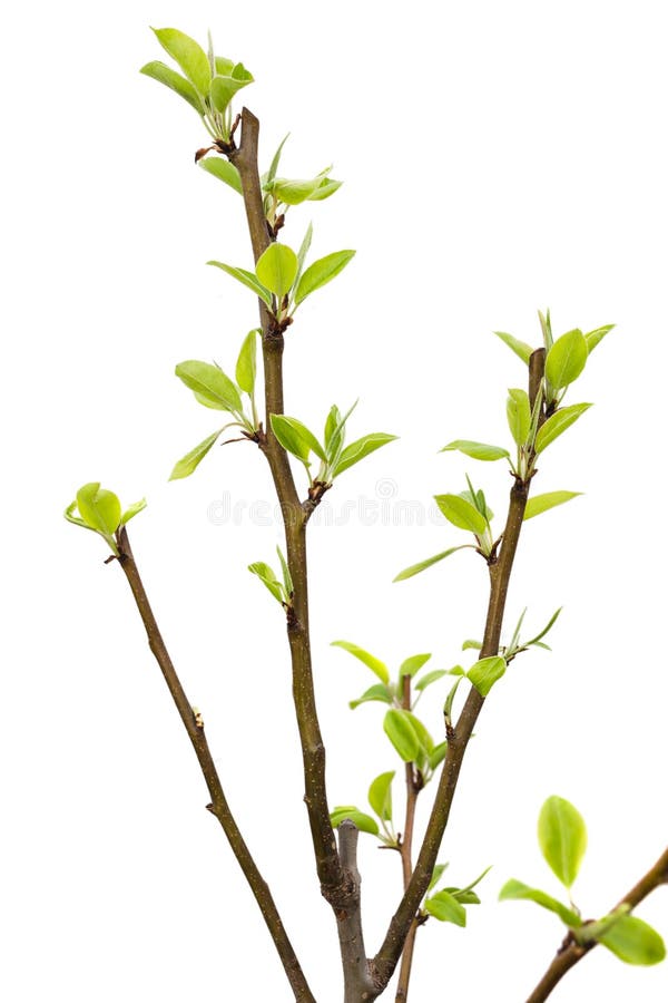 Young Pear Tree Isolated on White Background Stock Photo - Image of ...
