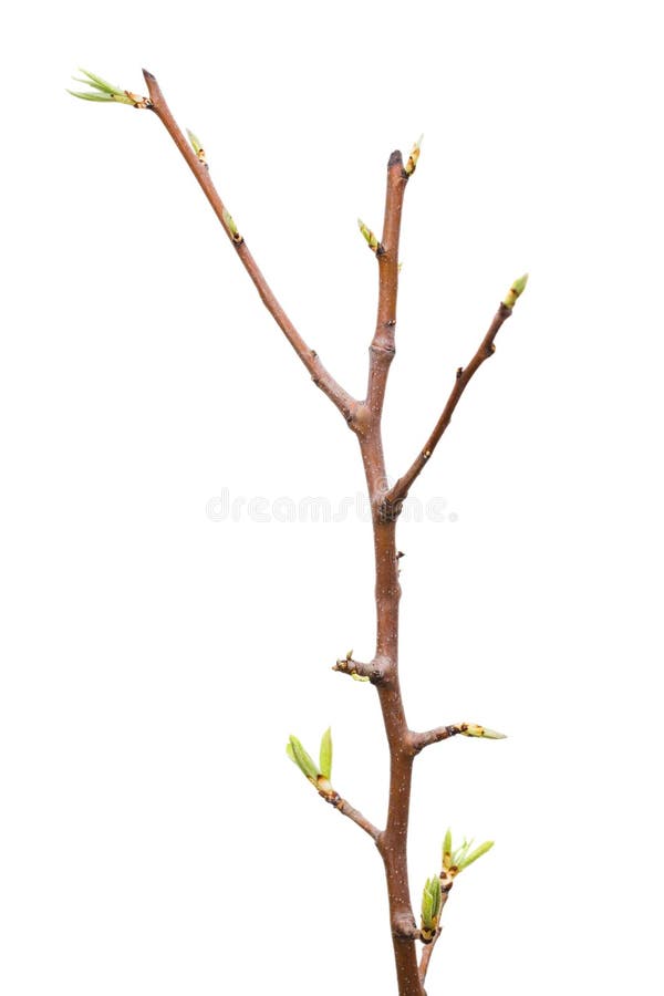 Young Pear Tree Isolated on White Background Stock Photo - Image of ...
