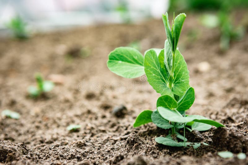 Young Peas Growing in Spring Garden. Stock Photo - Image of seedling ...