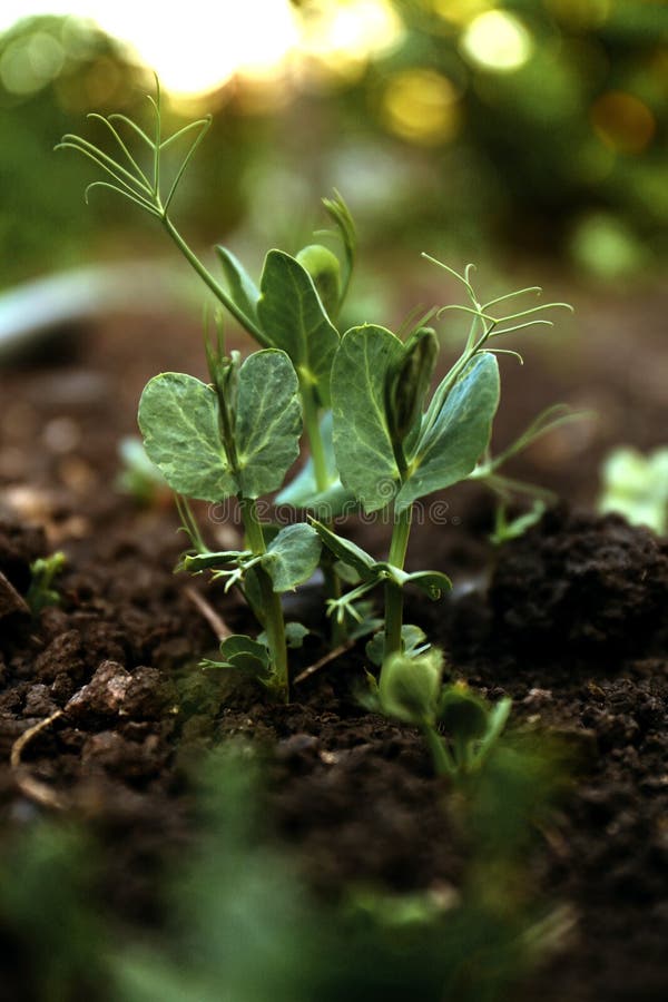 Peas Seedling, Macro Photo after Summer Rain Stock Image - Image of ...