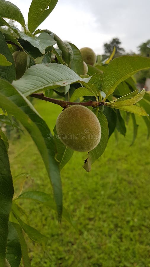 Peech stock photo. Image of green, peech, young, nature - 120303996