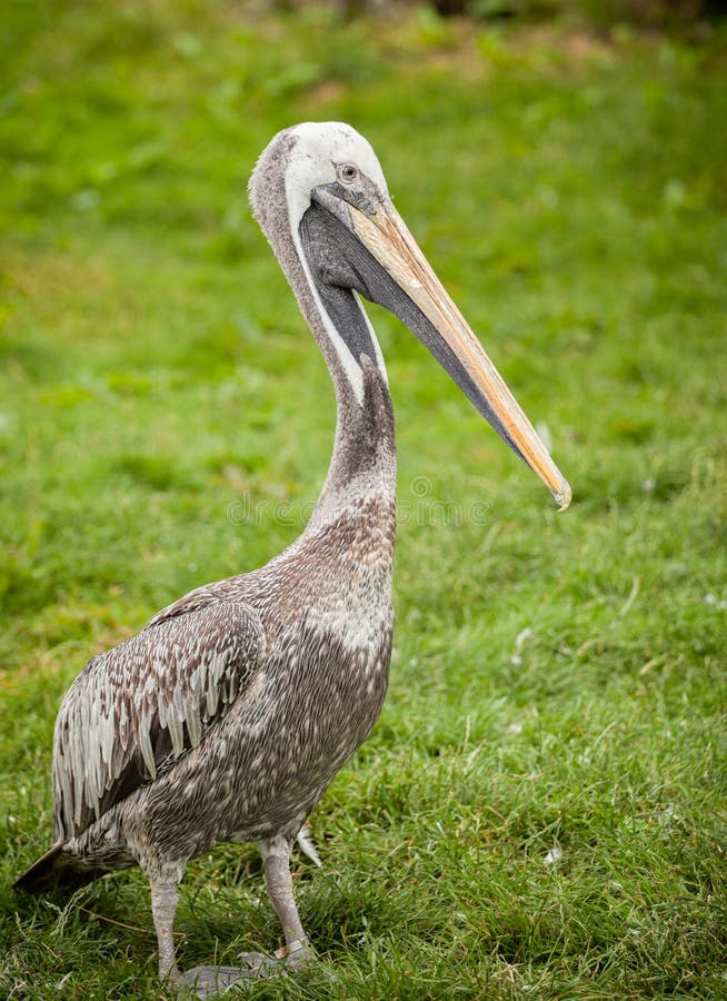 Young Pelican stock photo. Image of juvenile, pelecanus - 32382924