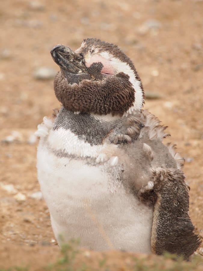 Young penguin stock photo. Image of argentina, penguin - 22045354
