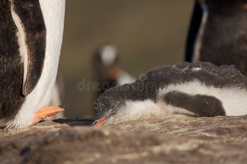 Young Penguin Sleeping stock photo. Image of bird, focus - 17719444