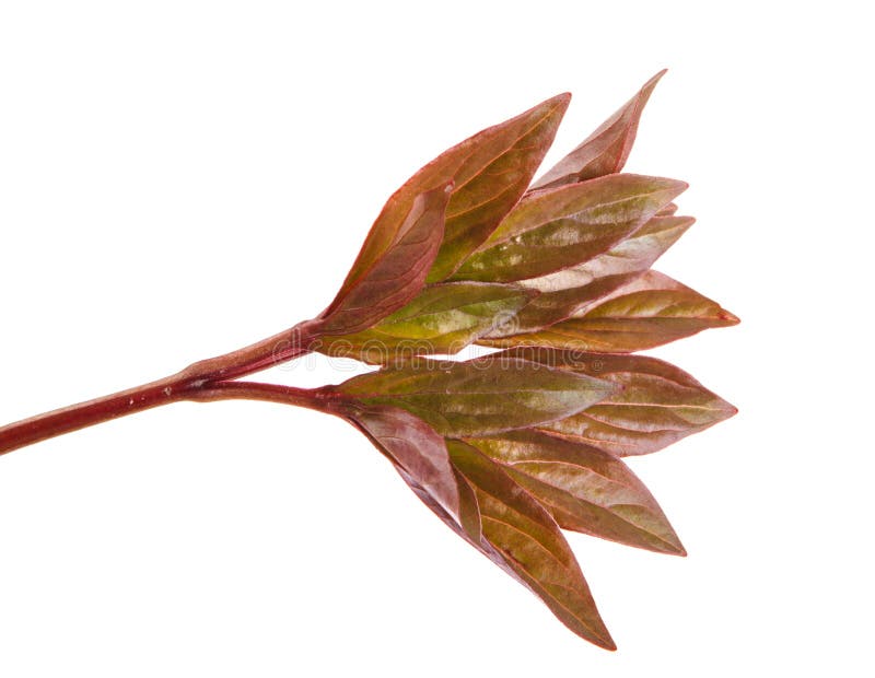 Young peon shoots on white stock photo. Image of stem - 147796286