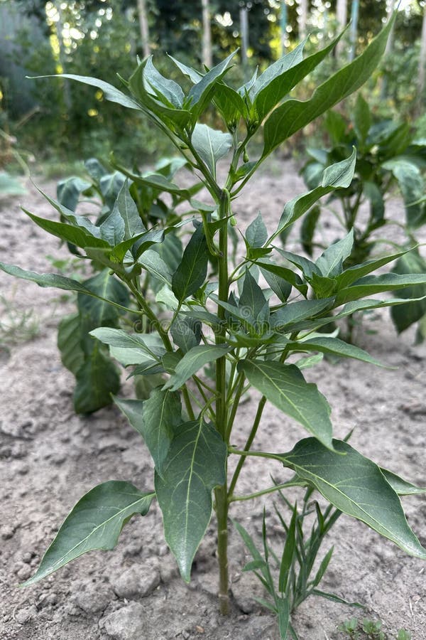 Young Pepper Bush in the Garden Stock Image - Image of field, fresh ...