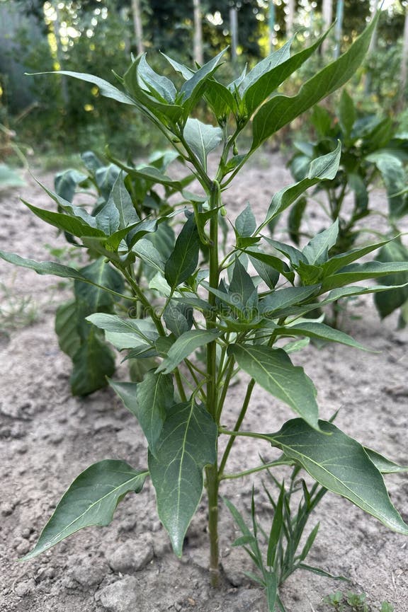 Young Pepper Bush in the Garden Stock Image - Image of field, fresh ...
