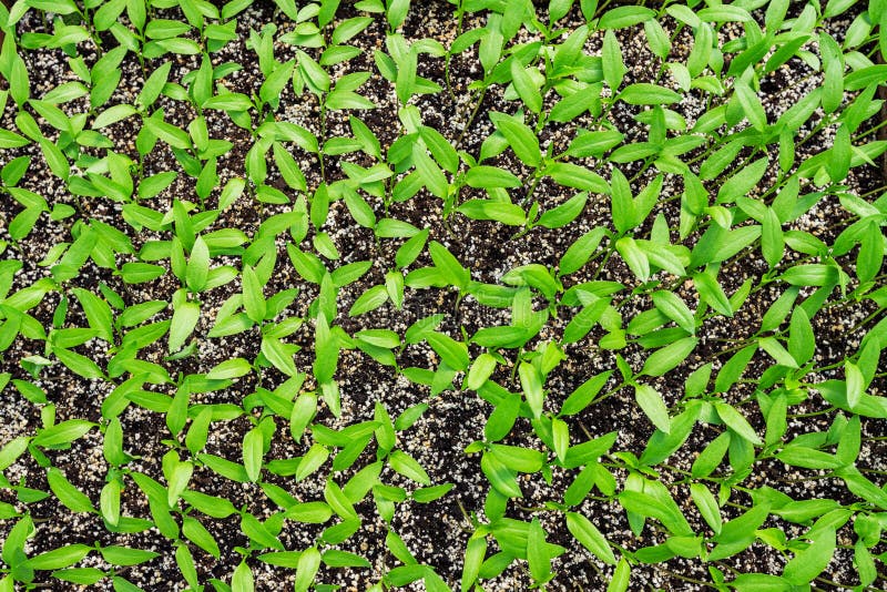 Young Pepper Plants Leaves. Growing Seedling in Ground Stock Image ...