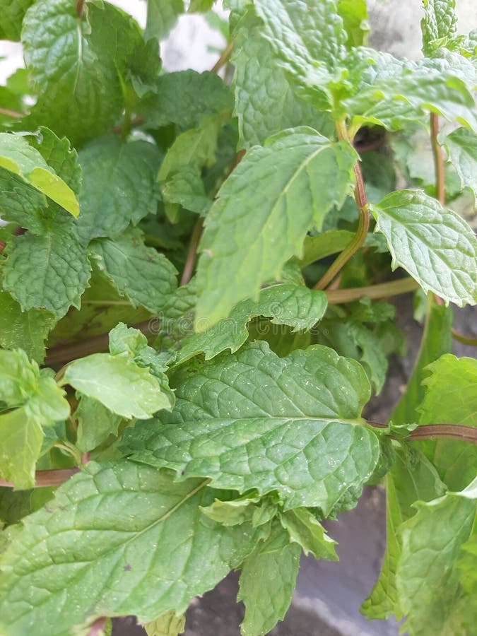 The young peppermint stock photo. Image of looking, green - 203166178
