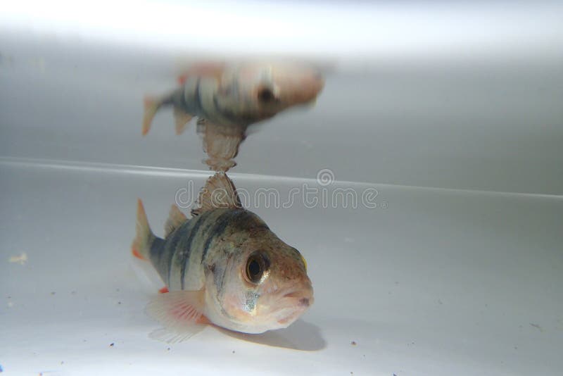 Young Perch Waiting in the Water Alone Stock Image - Image of organism ...