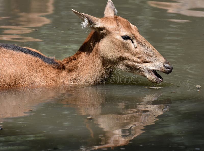 Young Pere Davids Deer Wading in Water Stock Image - Image of antlers ...
