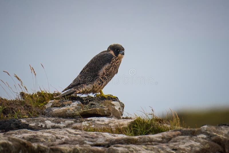 Young Peregrine Falcon Sitting on a Rock Stock Image - Image of nature ...
