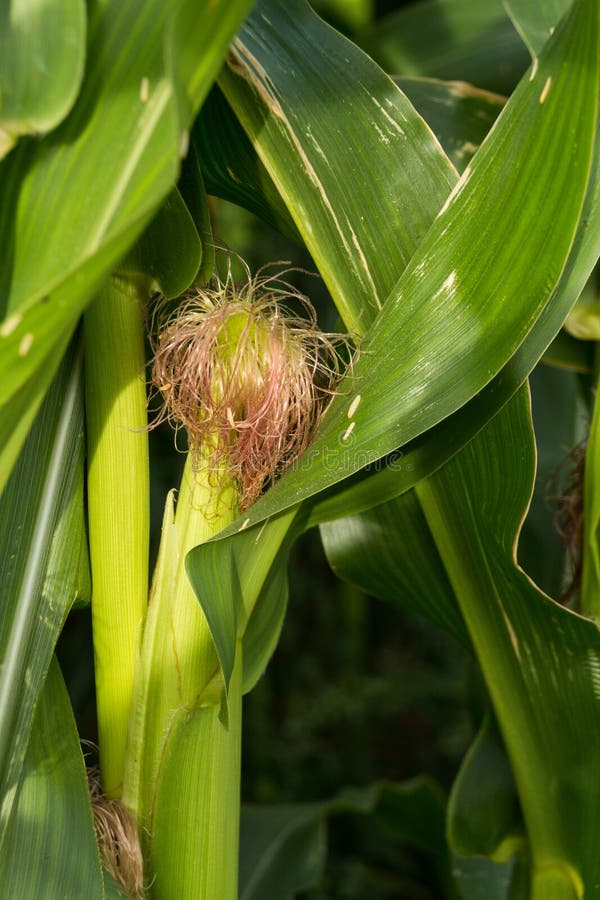 Young Perky Maize Cob Streching To the Sun Stock Photo - Image of ...