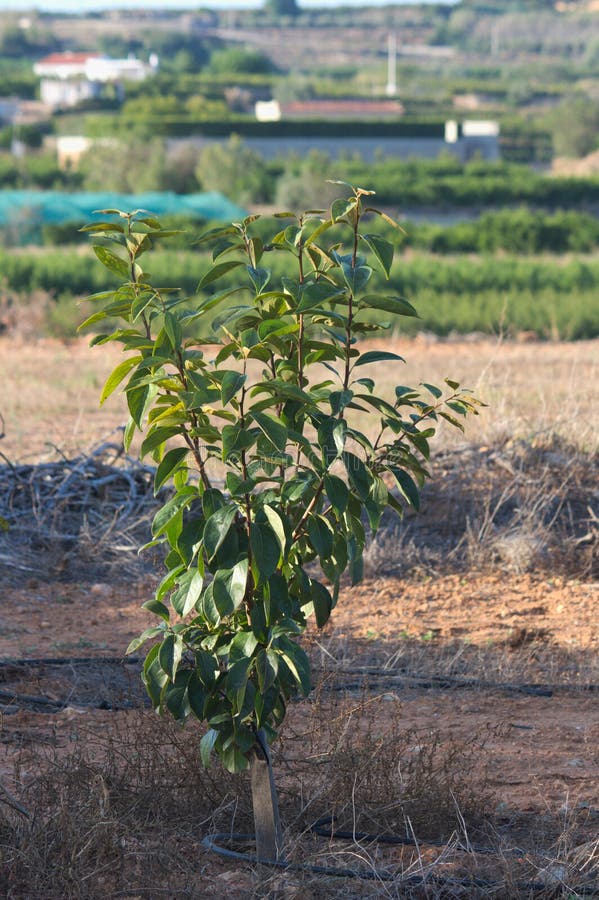 422 Young Persimmon Tree Stock Photos - Free & Royalty-Free Stock ...